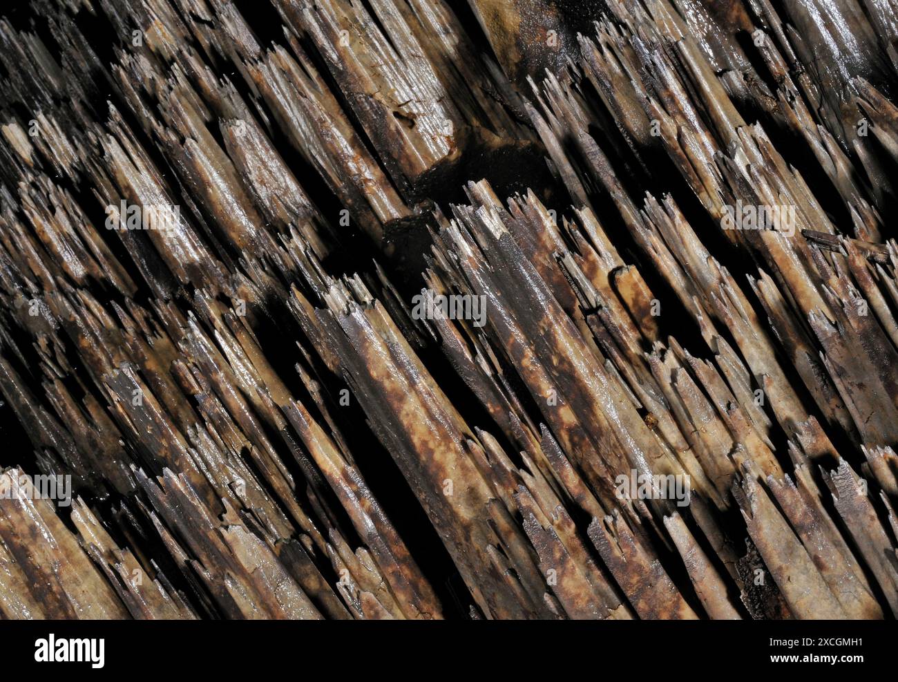 Underground bacteria hi-res stock photography and images - Alamy