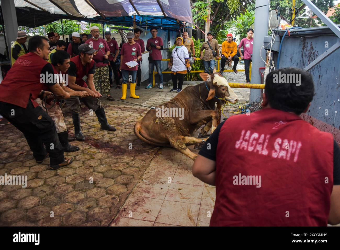 Bandung, West Java, Indonesia. 17th June, 2024. Workers prepare a ...