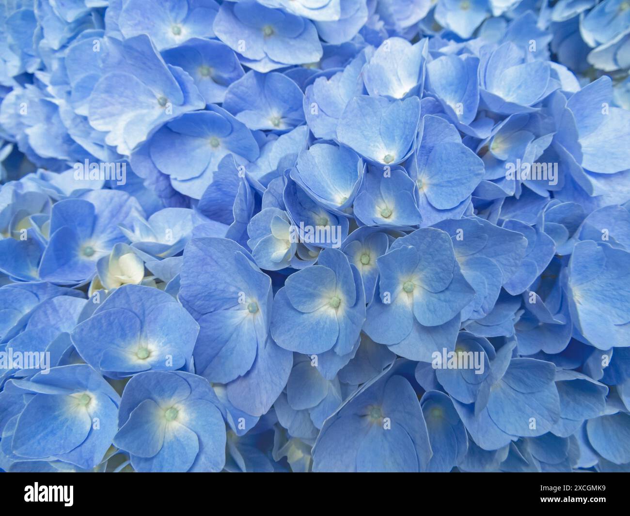 Light blue hydrangea flowers aesthetic background. Hortensia flowering plant. Hydrangea ...