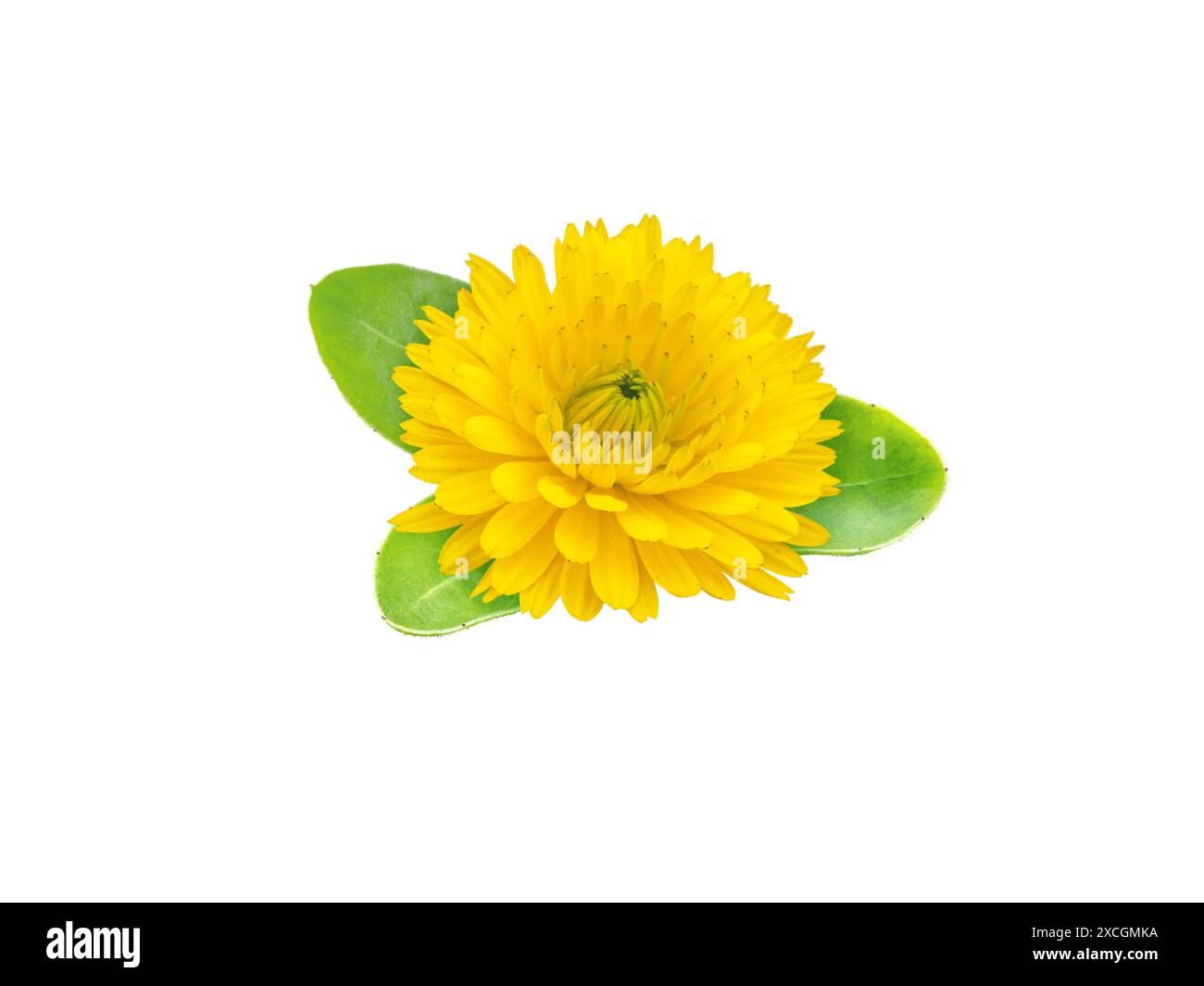 Common marigold medicinal plant flower Cut Out Stock Images & Pictures ...