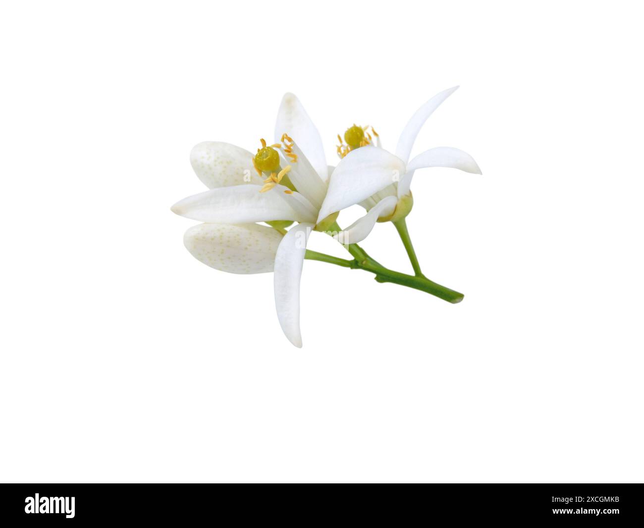 Neroli flowers and buds bunch isolated on white. White bitter orange ...