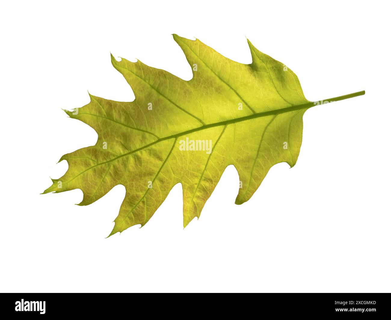 Oak tree leaf isolated on white. Bright green with reddish tone leaf in ...