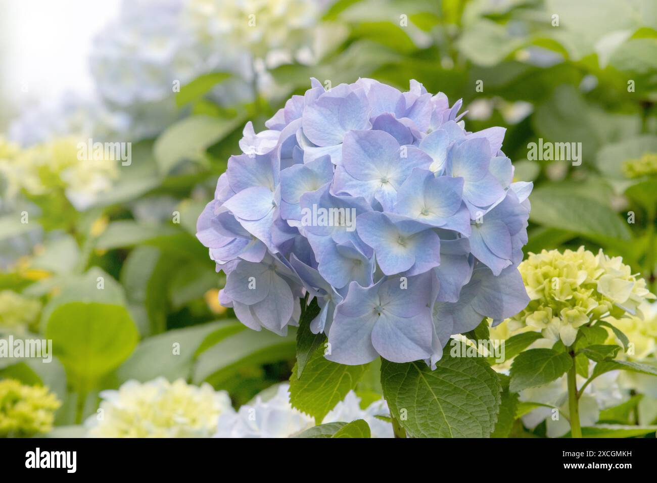Light blue hydrangea flower head and pale yellow buds. Hortensia flowering plant. Hydrangea ...
