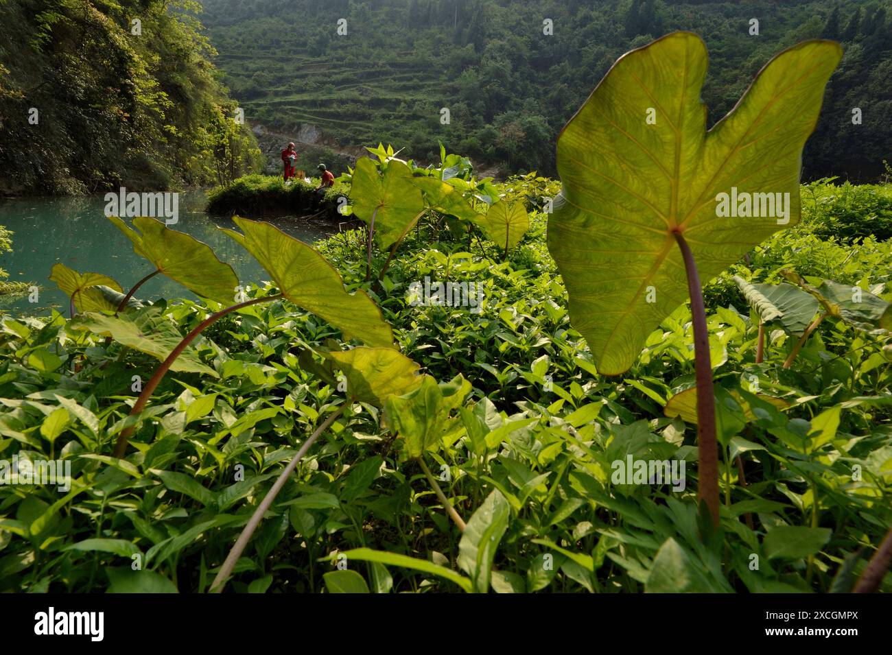 Caving Expedition to explore the caves of the Tongzi mastersystem in ...