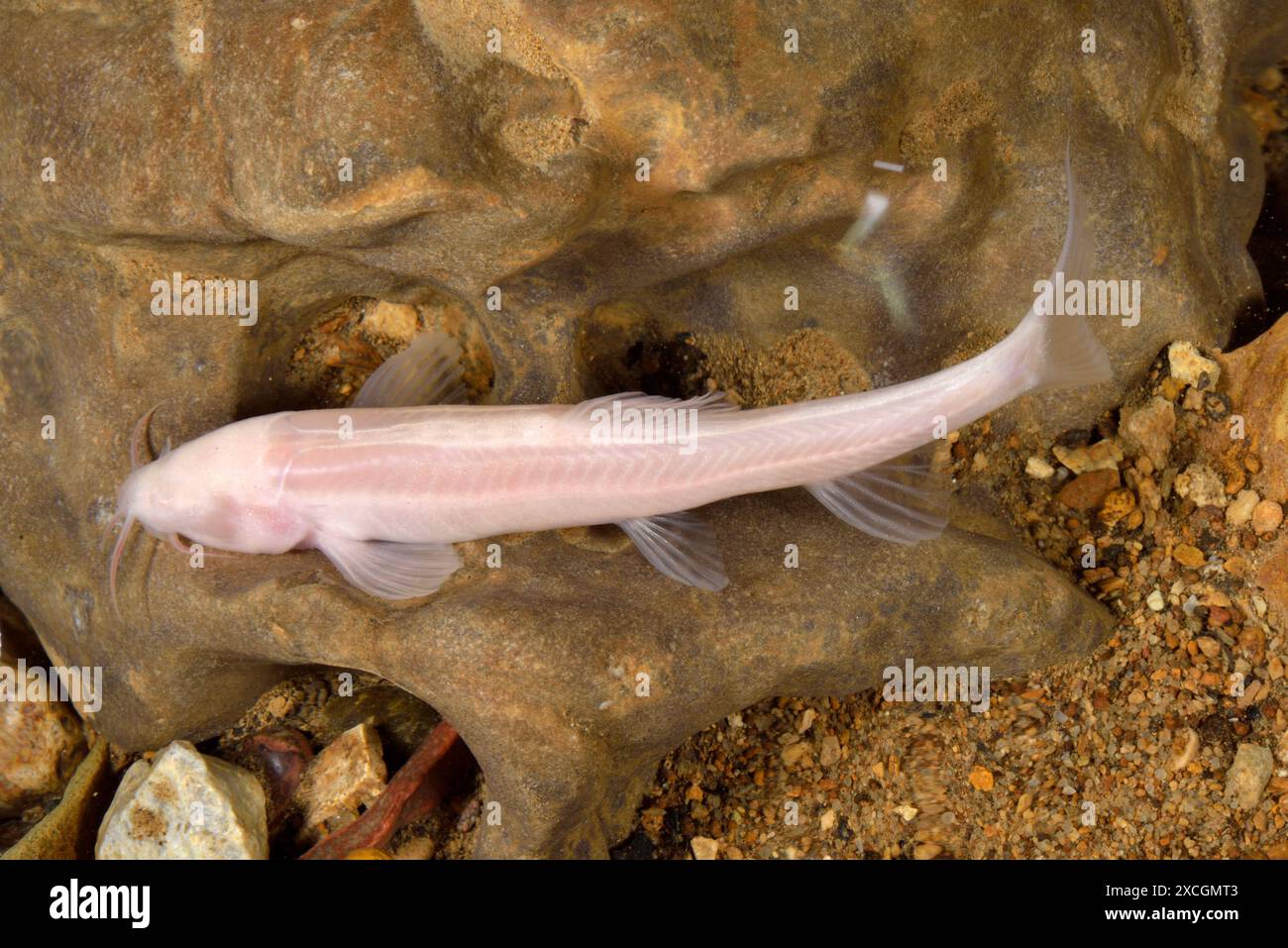 Caving Expedition to explore the caves of the Tongzi mastersystem in ...