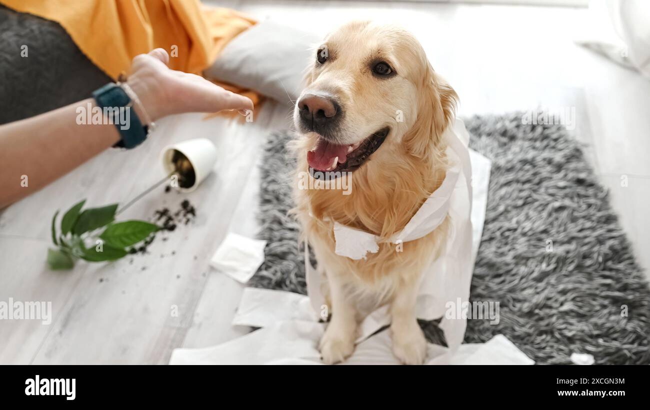 Golden retriever dog looking guilty at girl owner after playing with ...