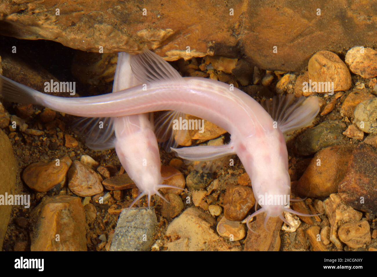 Caving Expedition to explore the caves of the Tongzi mastersystem in ...
