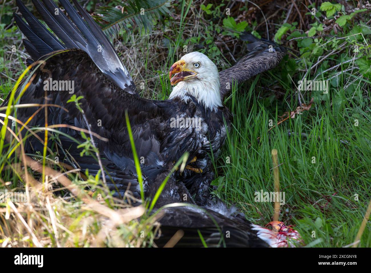 Bald eagle (Haliaeetus leucocephalus) killing another one, Cape ...