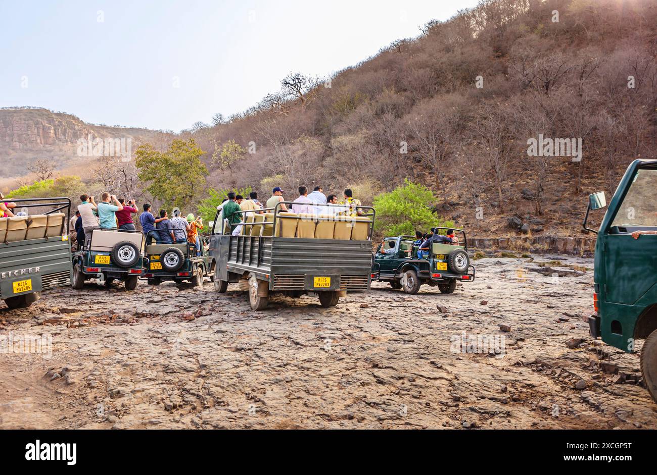 Crowded canter type safari vehicles with wildlife sightseers hoping for ...