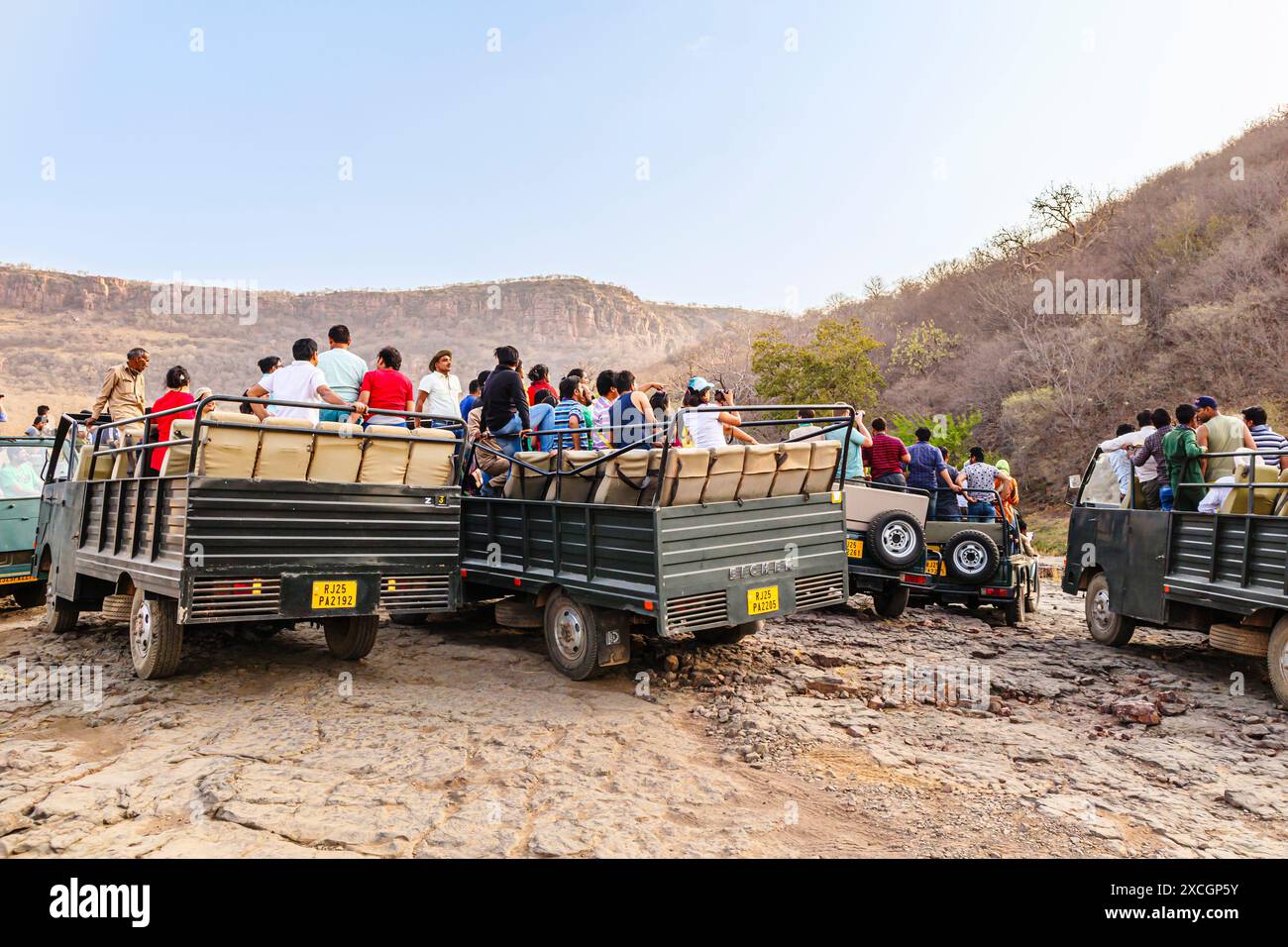Crowded canter type safari vehicles with wildlife sightseers hoping for ...