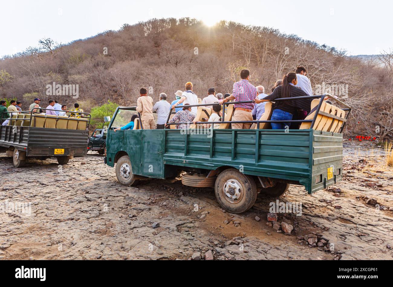 Crowded canter type safari vehicles with wildlife sightseers hoping for ...
