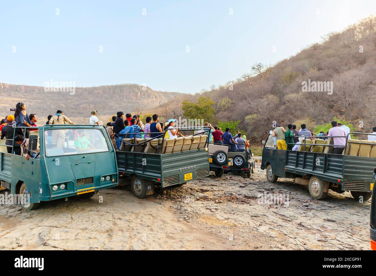 Crowded canter type safari vehicles with wildlife sightseers hoping for ...