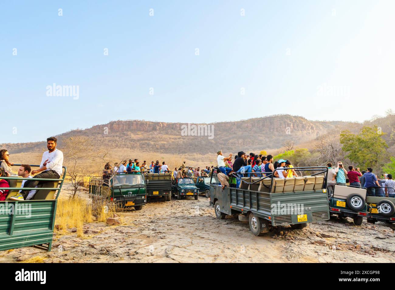 Crowded canter type safari vehicles with wildlife sightseers hoping for ...