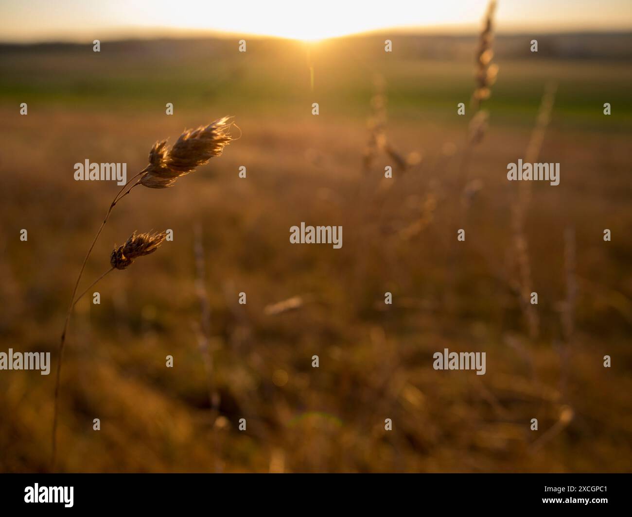 Horizontal grass stem hi-res stock photography and images - Alamy