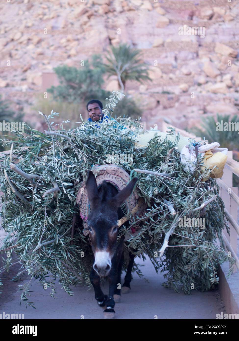Carrying tree hi-res stock photography and images - Alamy
