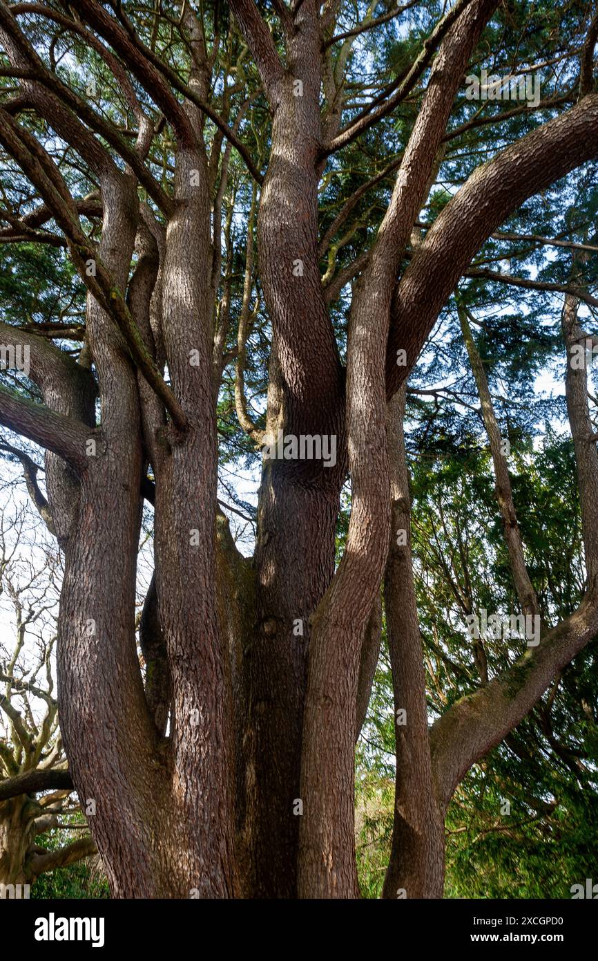 Cedrus libani hi-res stock photography and images - Alamy