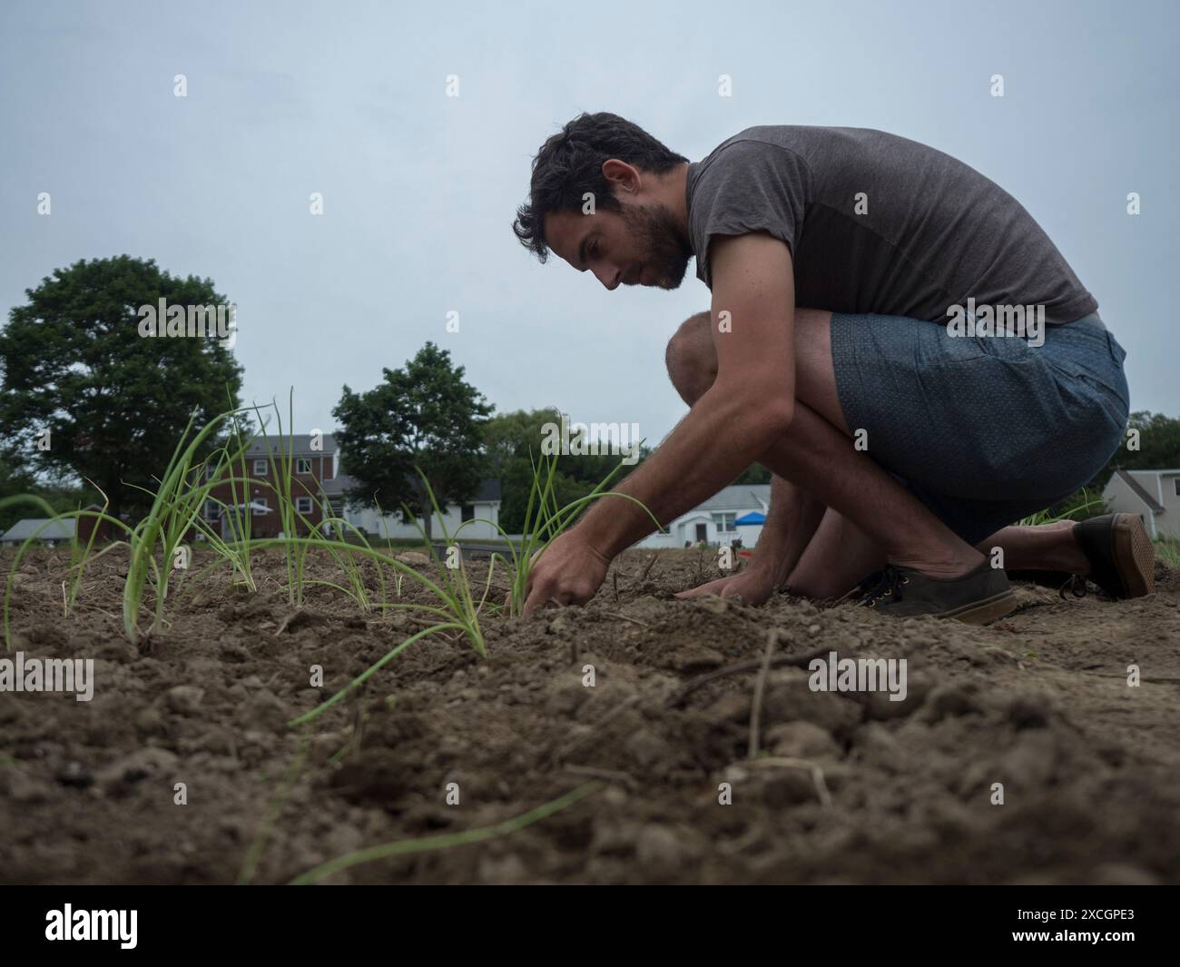Members of a Community Supported Agriculture (C.S.A.) group planting ...