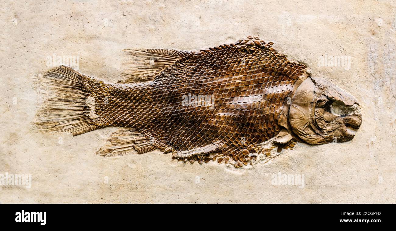 Prehistoric fish fossil impint in stone Stock Photo - Alamy