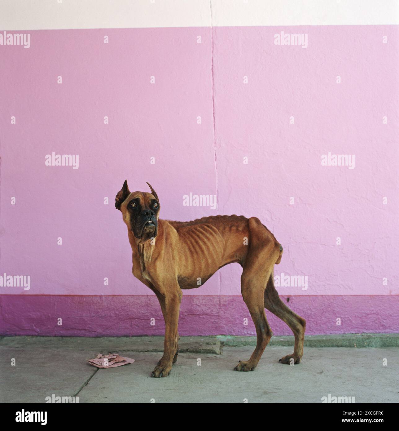 Starving, stray dog in Oaxaca, Mexico Stock Photo - Alamy