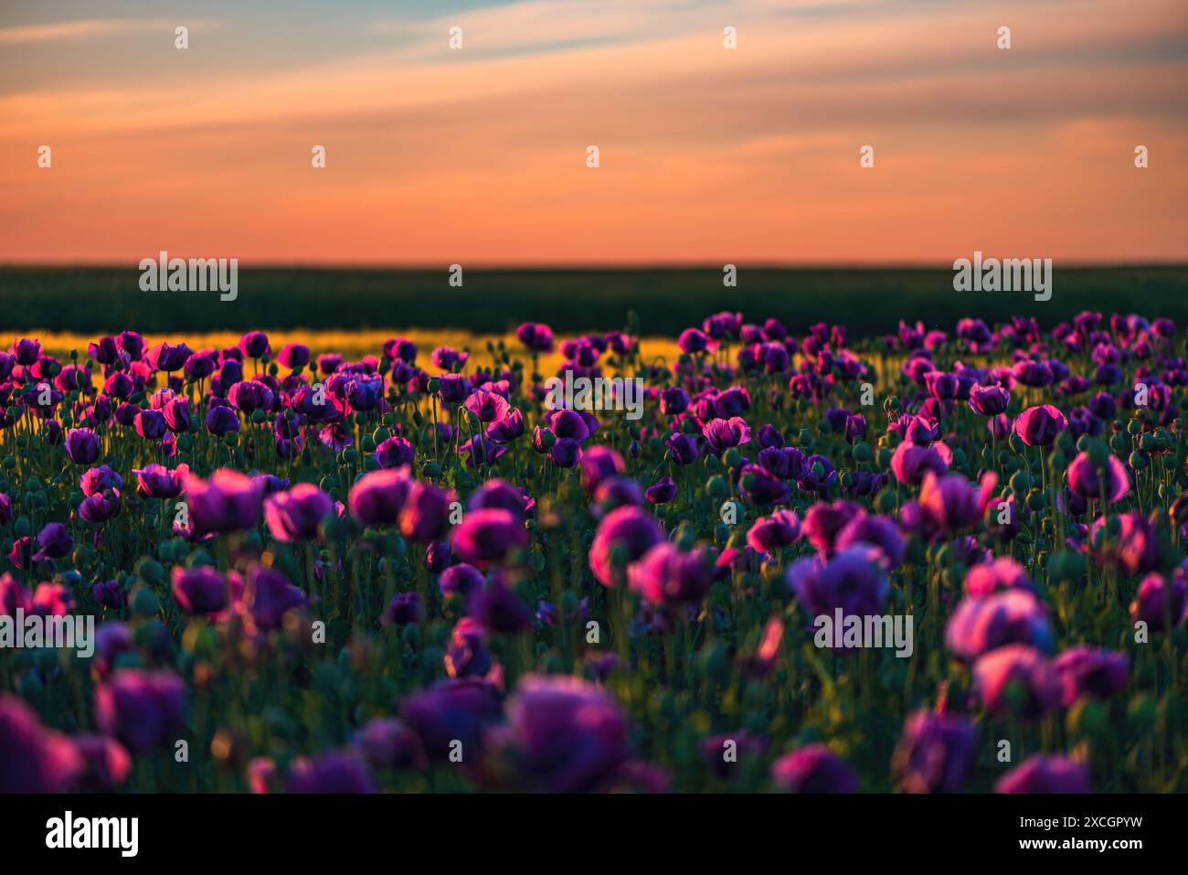 Purple opium poppy hi-res stock photography and images - Alamy