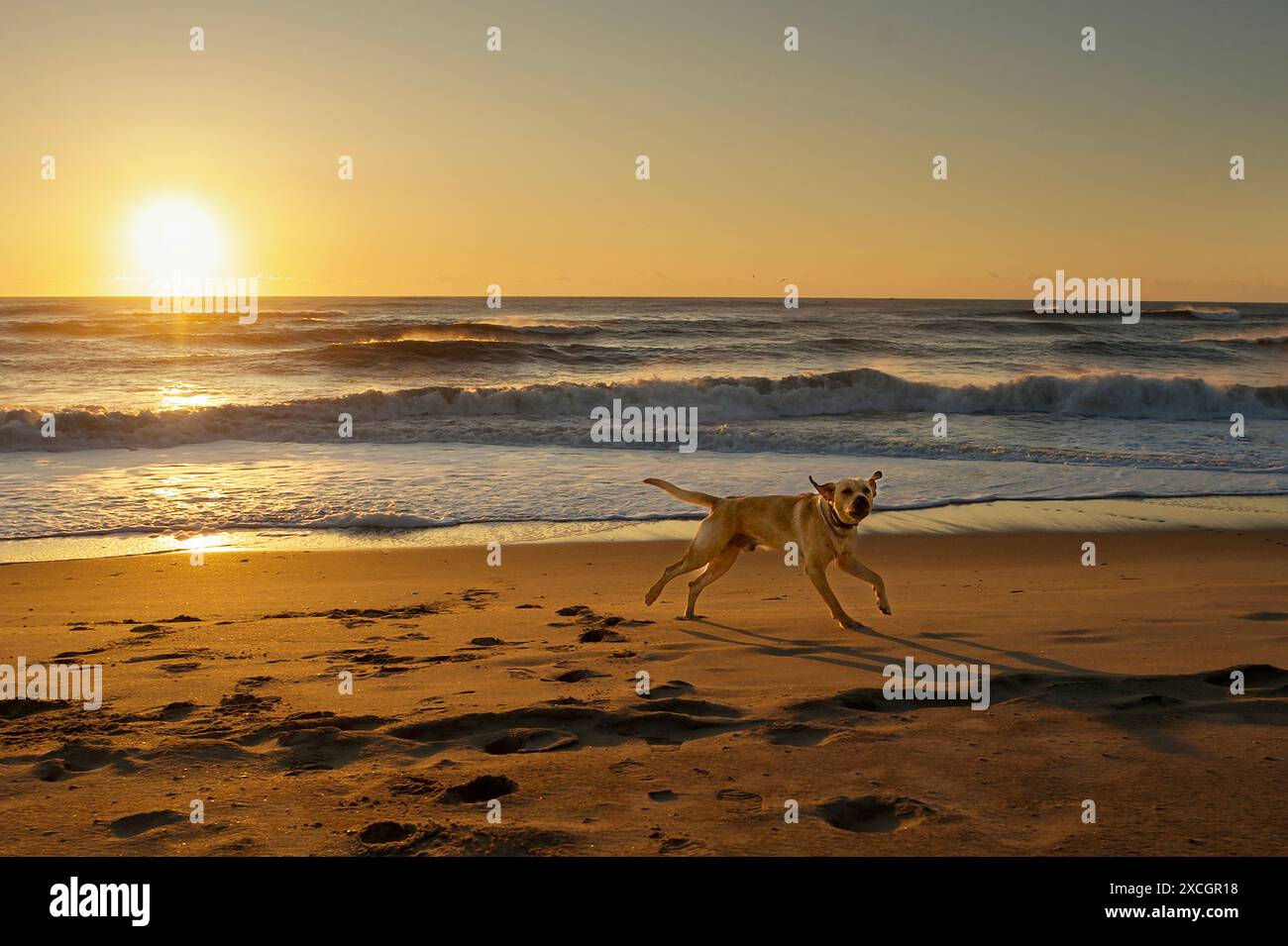 Yellow labrador running and jumping on beach at sunrise Stock Photo - Alamy