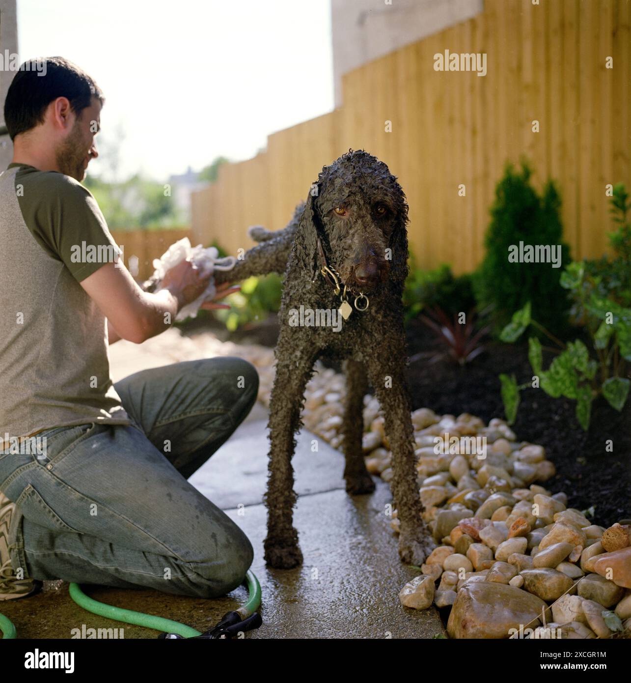 A young man gives his dog, a standard poodle, a bath in his back in ...