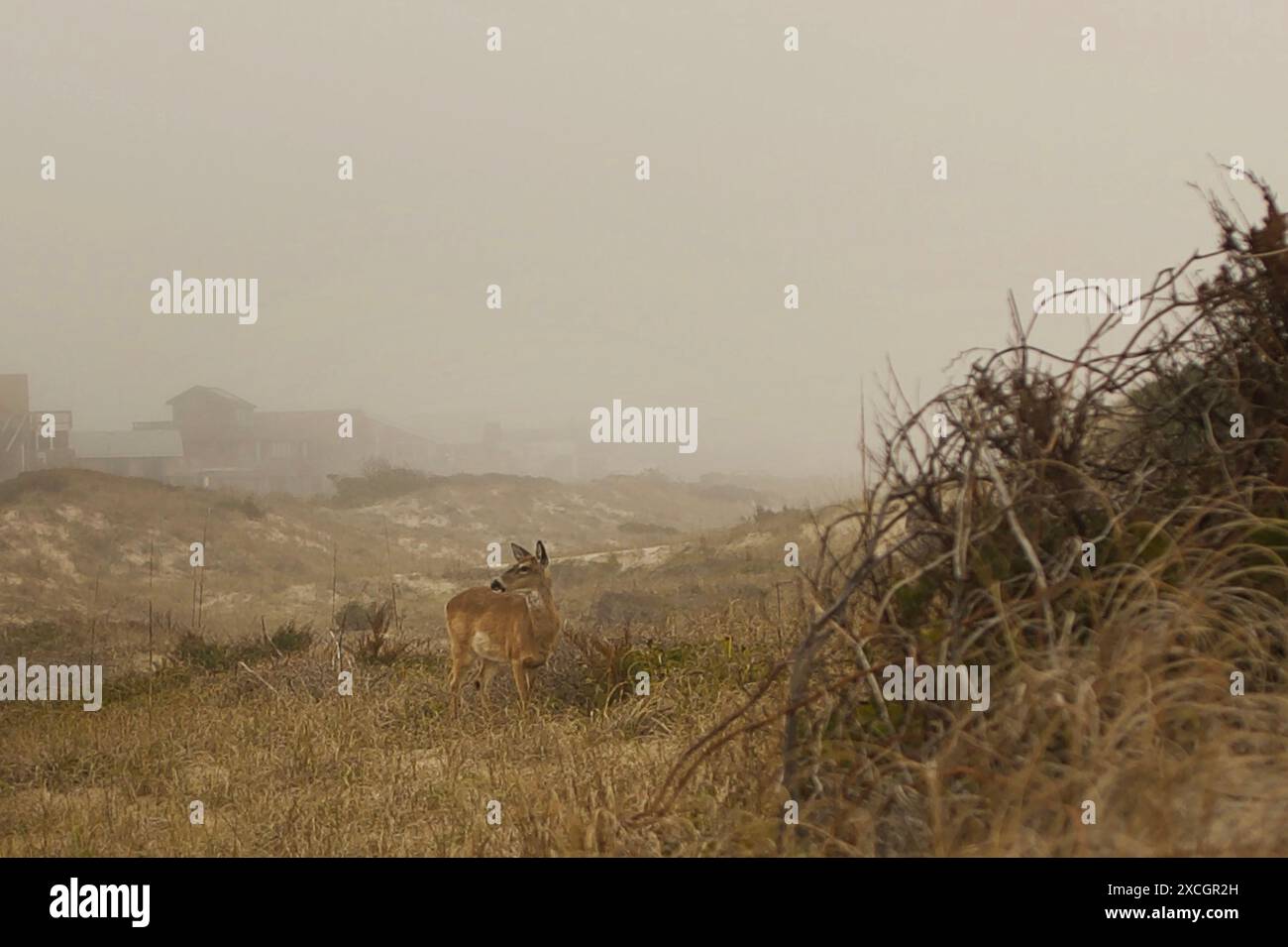 White tailed deer climbing dune along Cape Hatteras National Seashore ...
