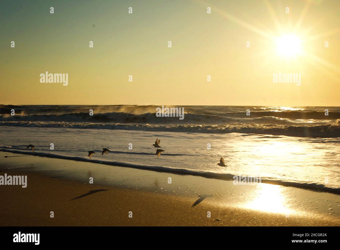 Piping Plovers flying over water at Cape Hatteras national Seashore ...