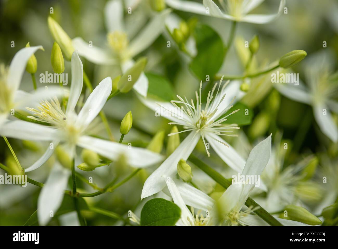 Four petal flowers hi-res stock photography and images - Alamy