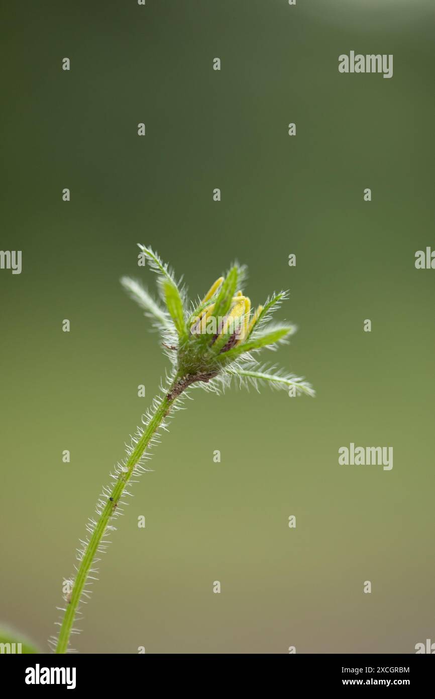 Daisy bud hi-res stock photography and images - Alamy