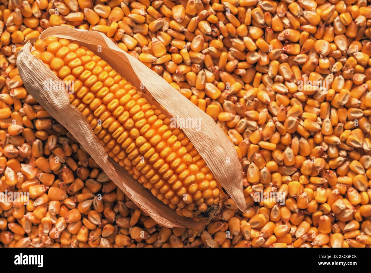 Harvested ear of corn and kernels, top view Stock Photo - Alamy