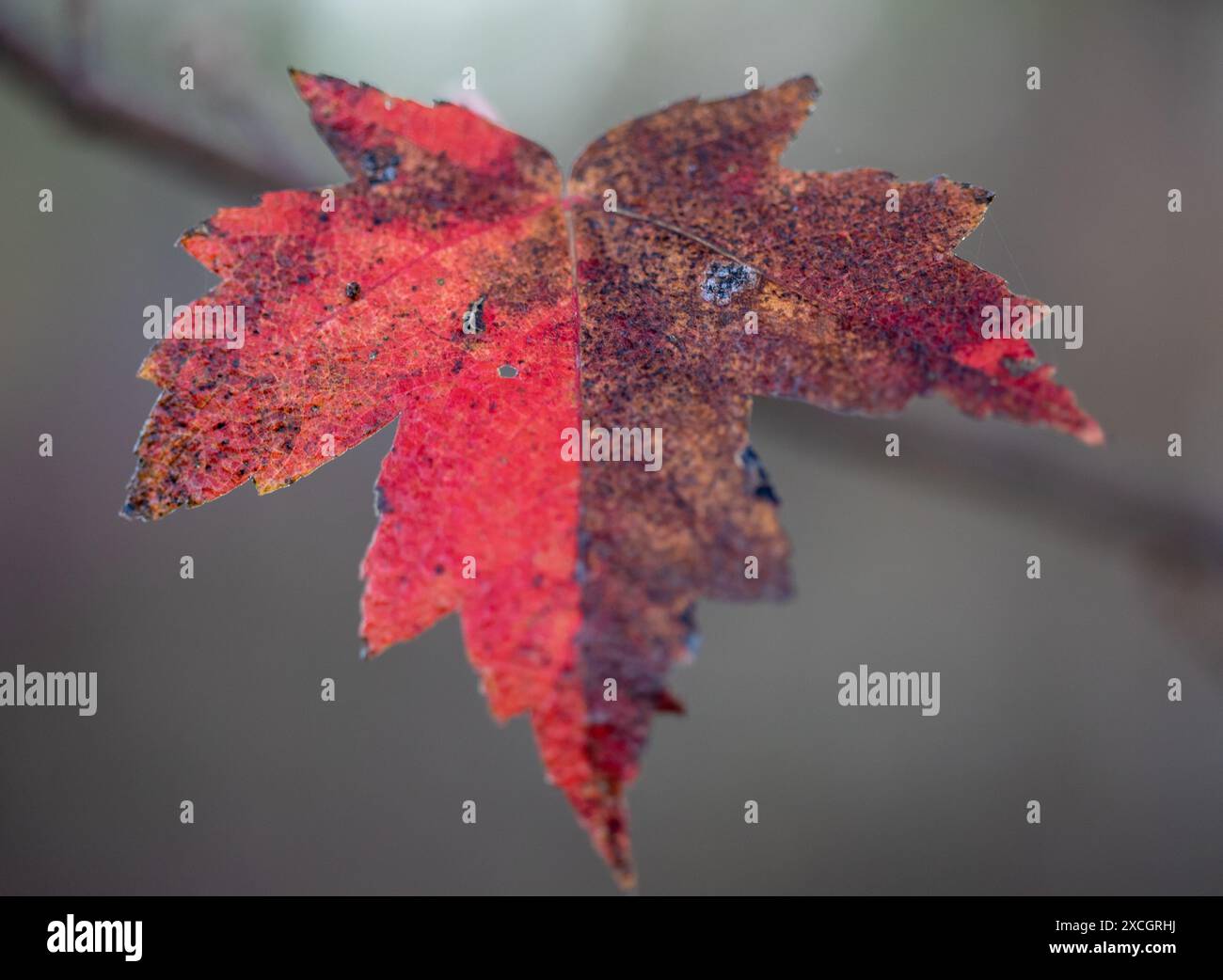 Red and brown maple leaf Stock Photo - Alamy