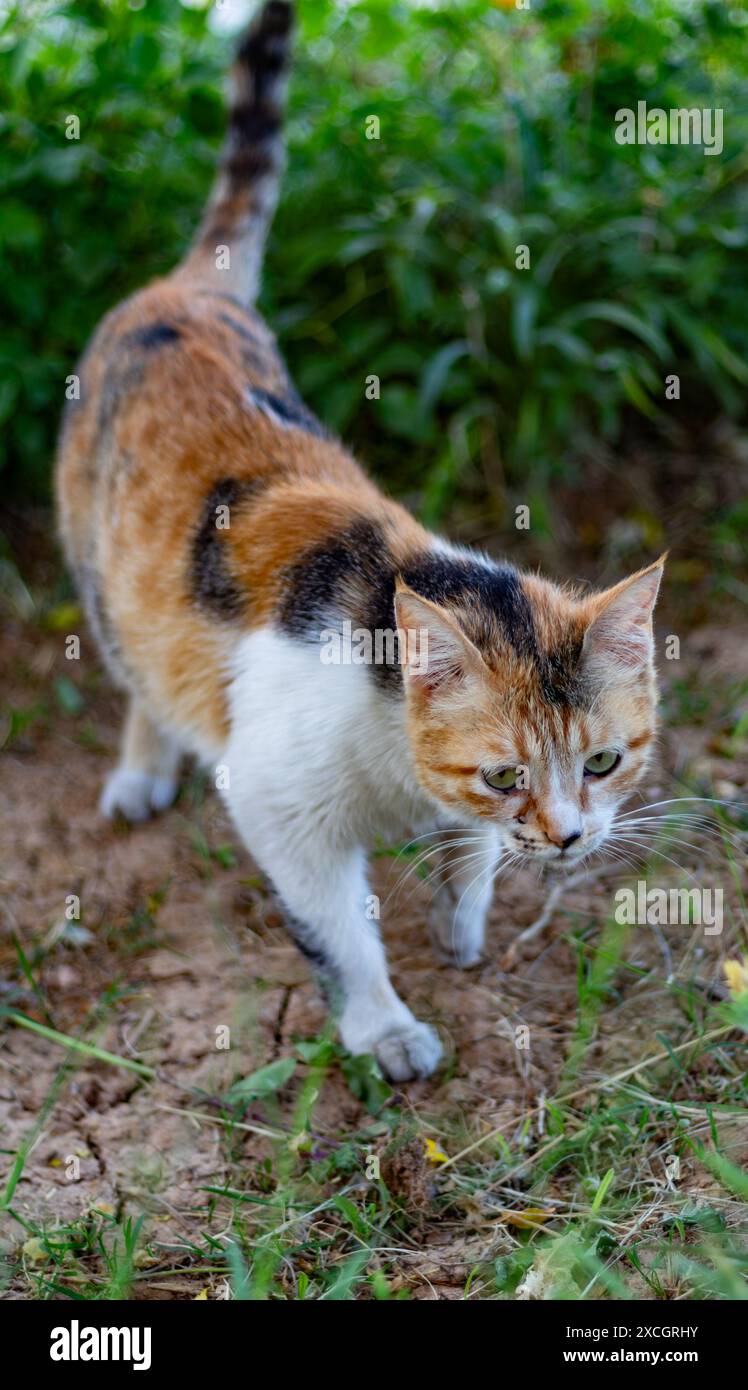 Stray cat coming out of the bushes for food Stock Photo - Alamy