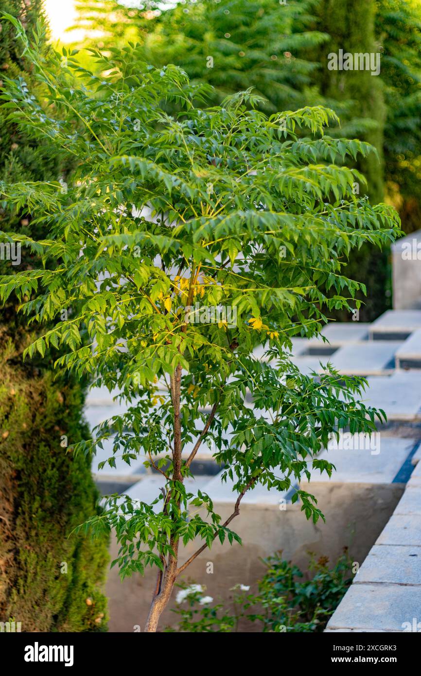 Young tree in the forest with beautiful green leaves hi-res stock ...