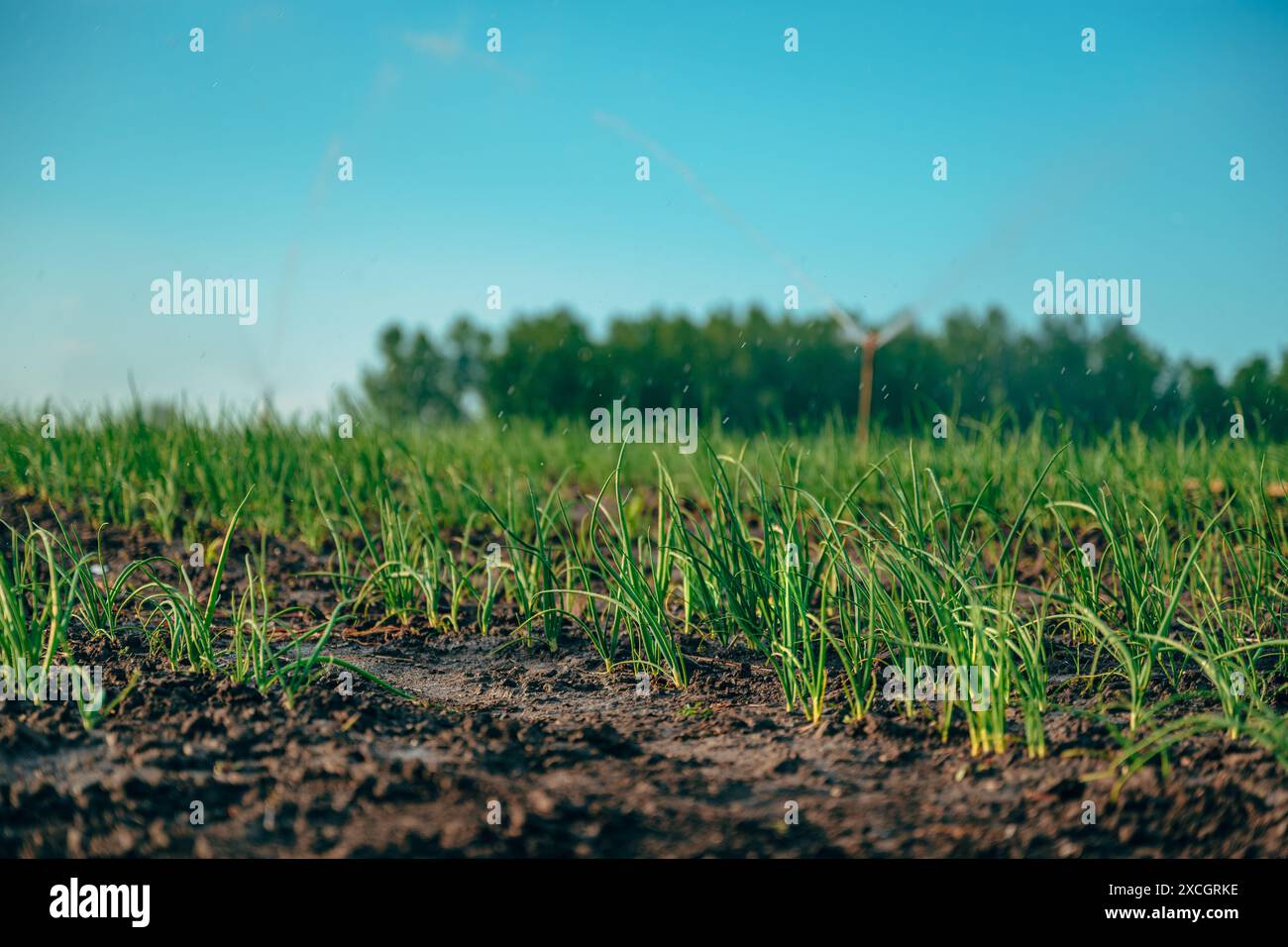 Spring onion growing in cultivated field, selective focus Stock Photo ...