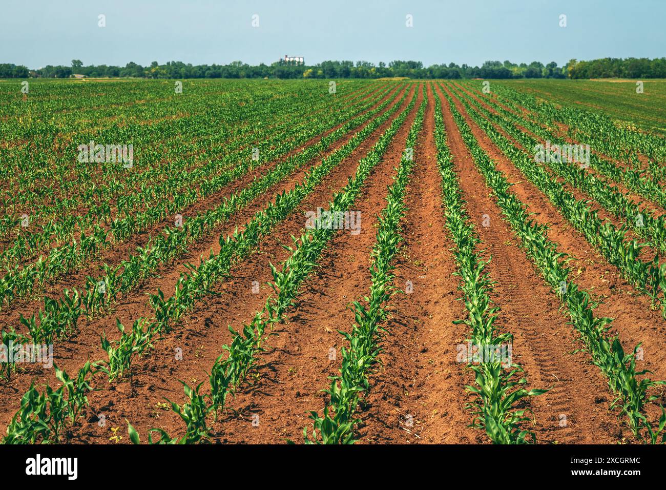 Maize crop field in hi-res stock photography and images - Alamy
