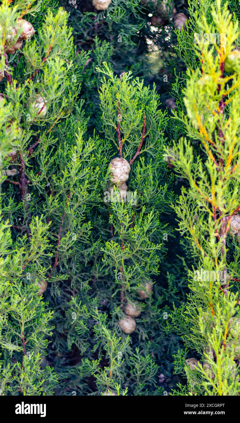 Cypress trees close up hi-res stock photography and images - Alamy