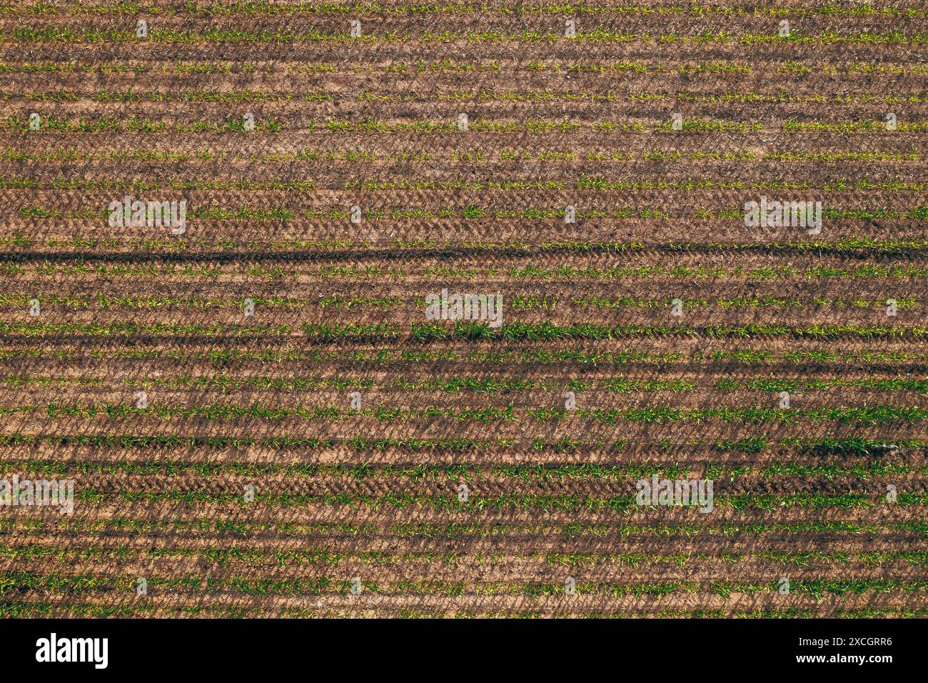 Maize field aerial hi-res stock photography and images - Alamy
