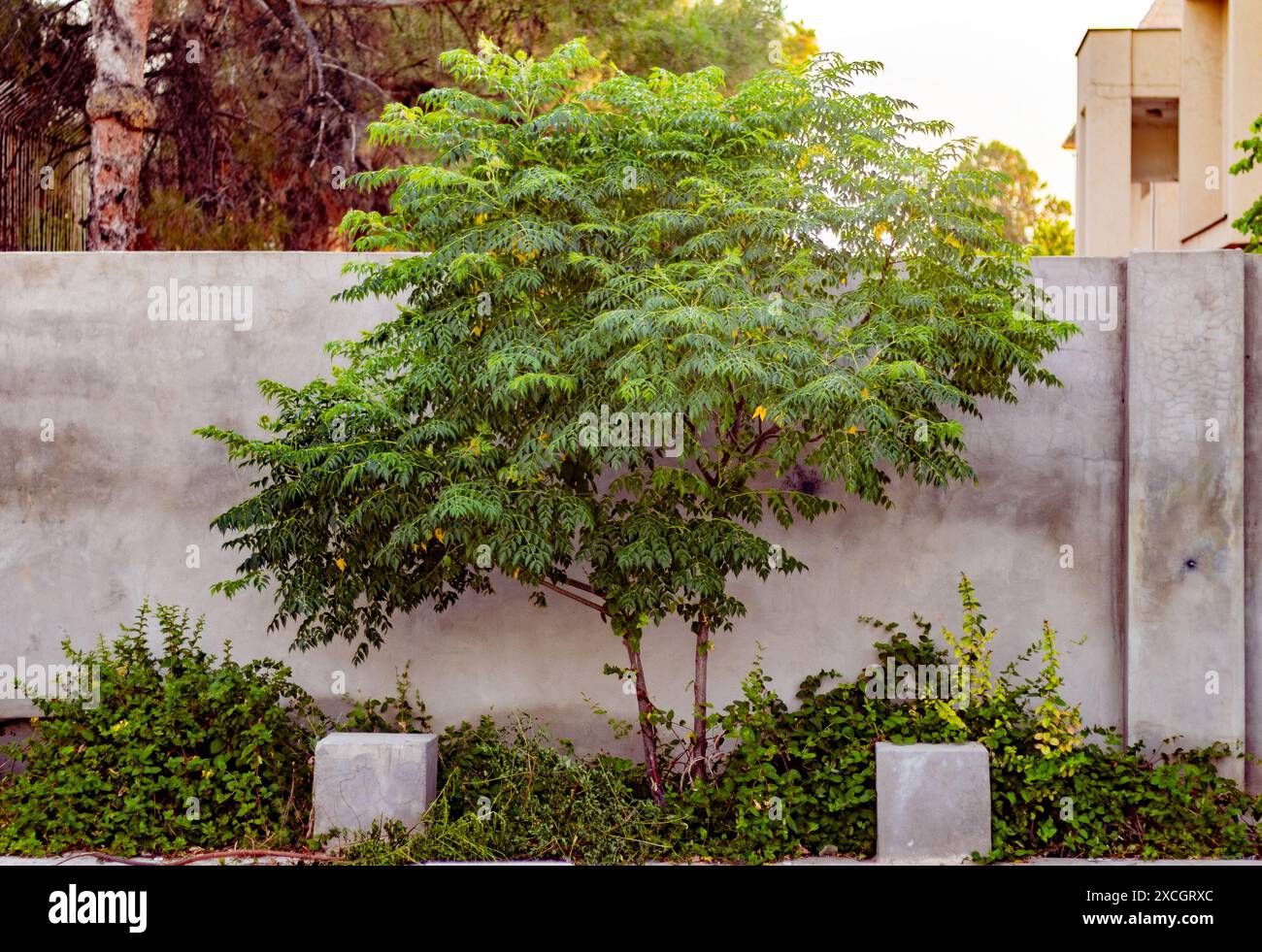 Tree plant house wall hi-res stock photography and images - Alamy