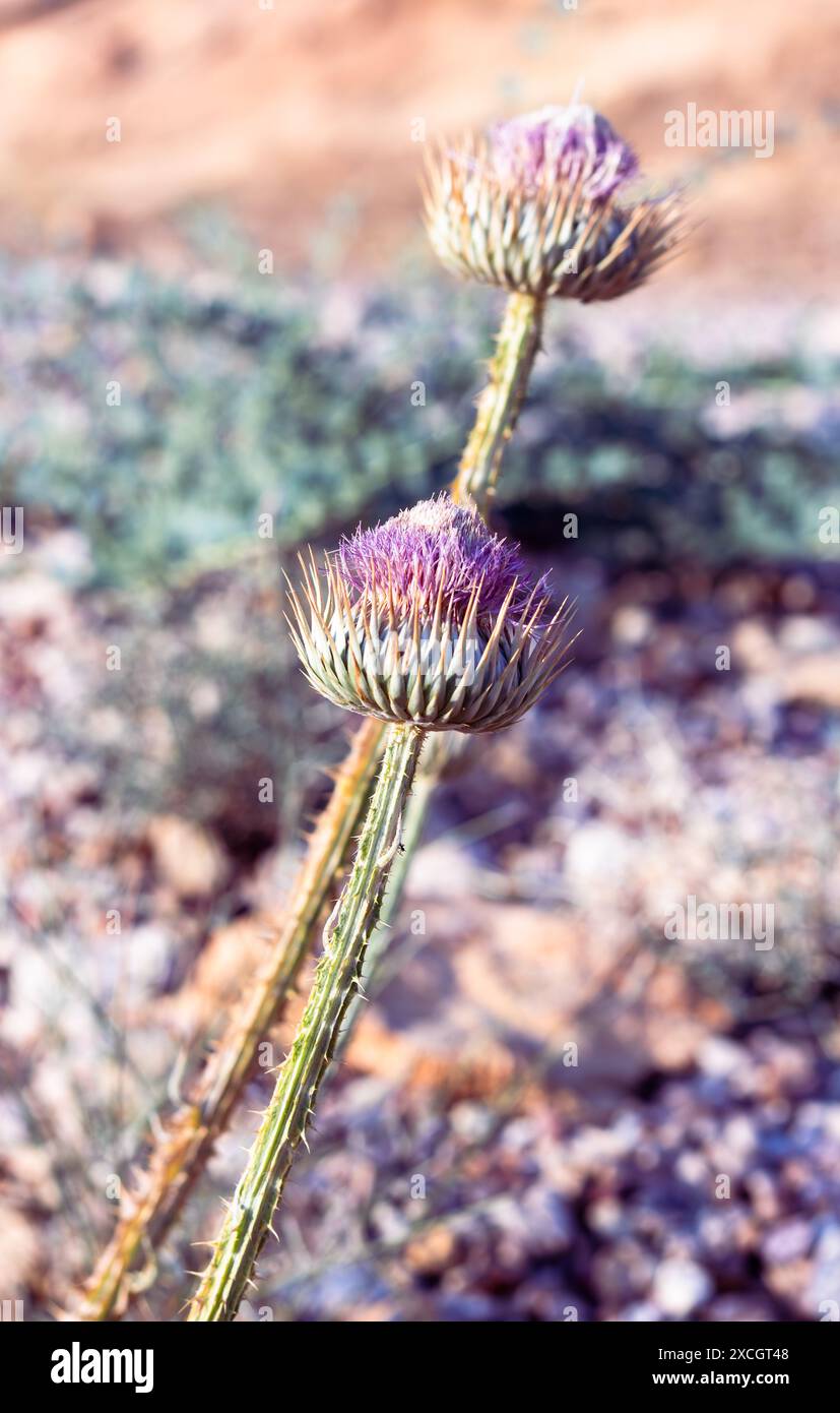 Giant thistle (Onopordum acanthium Stock Photo - Alamy