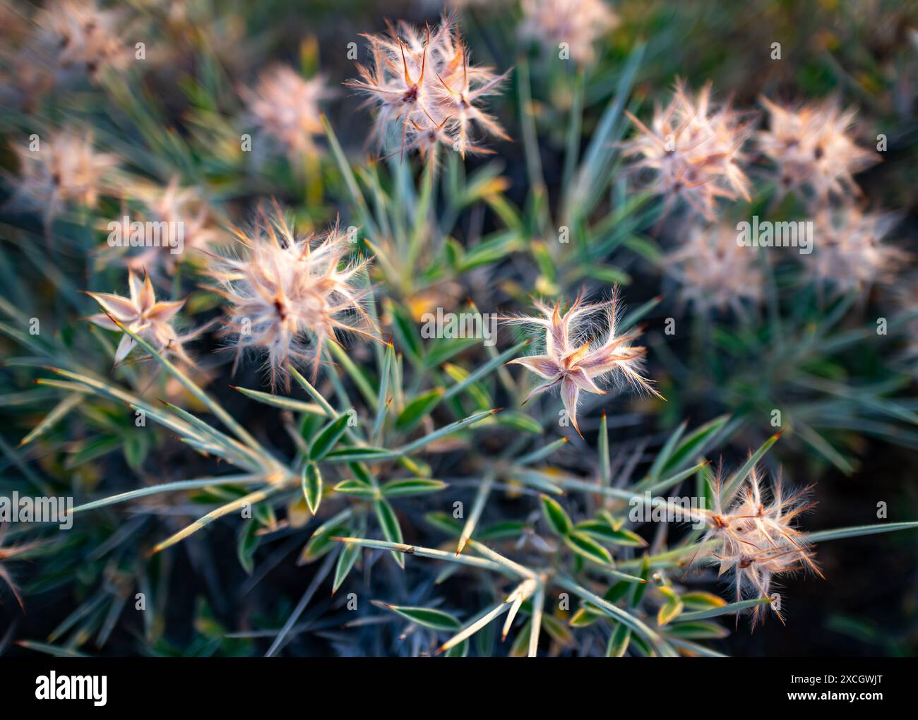 Starry Clover (Trifolium stellatum Stock Photo - Alamy