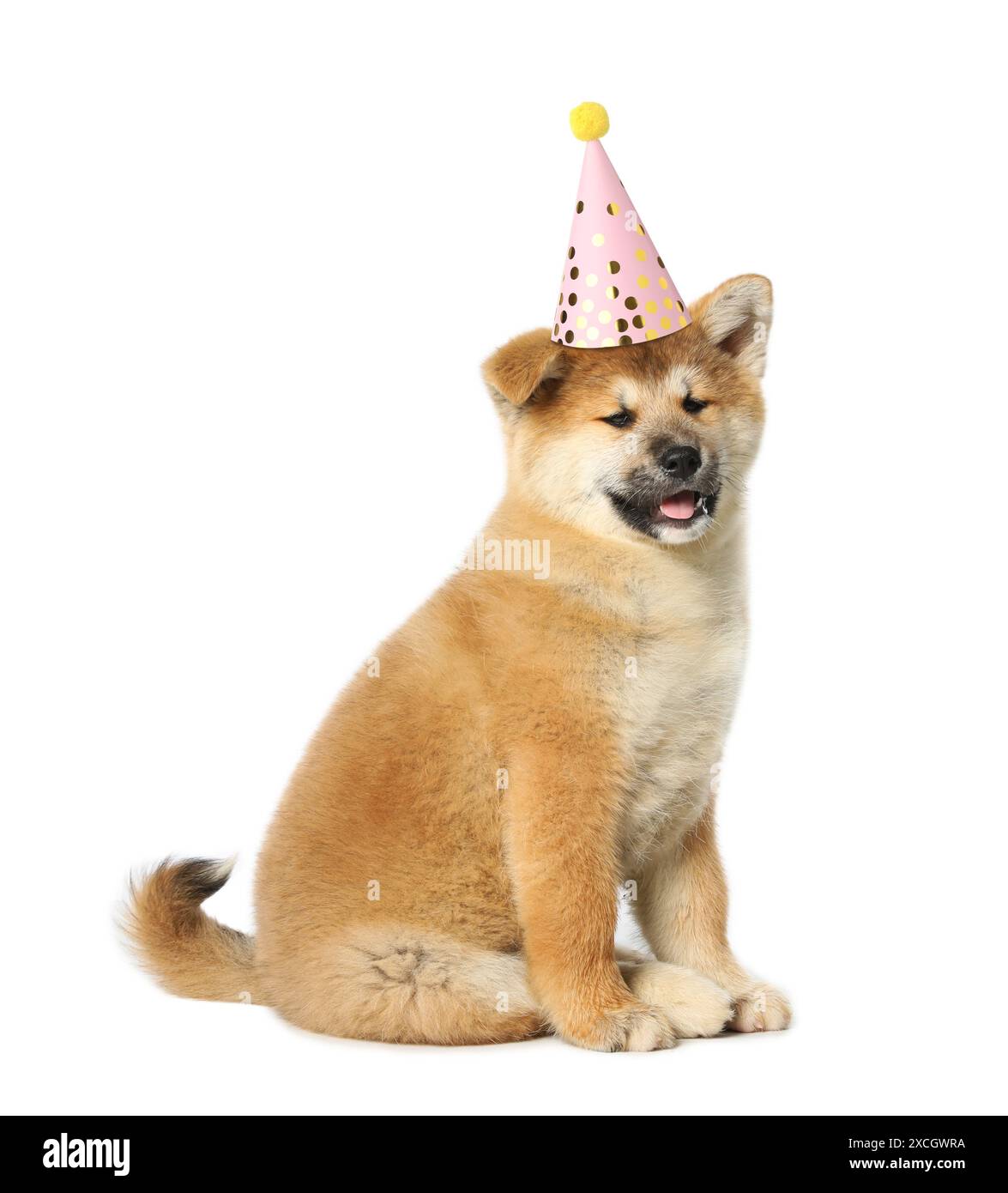 Cute Akita Inu puppy with party hat on white background Stock Photo - Alamy