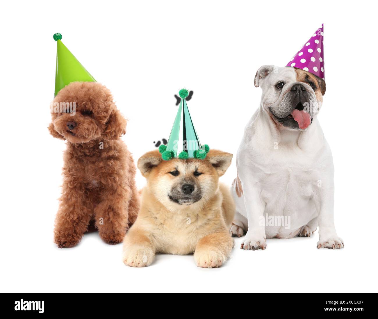 Many different animals with party hats on white background Stock Photo ...