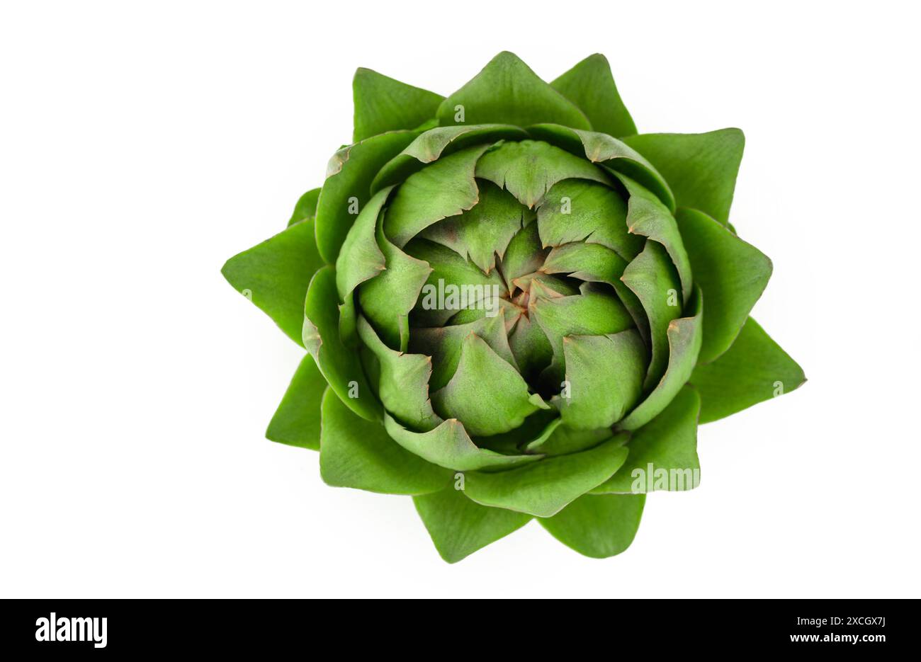 Greeen artichoke isolated on white background. Gresh vegetables Stock ...
