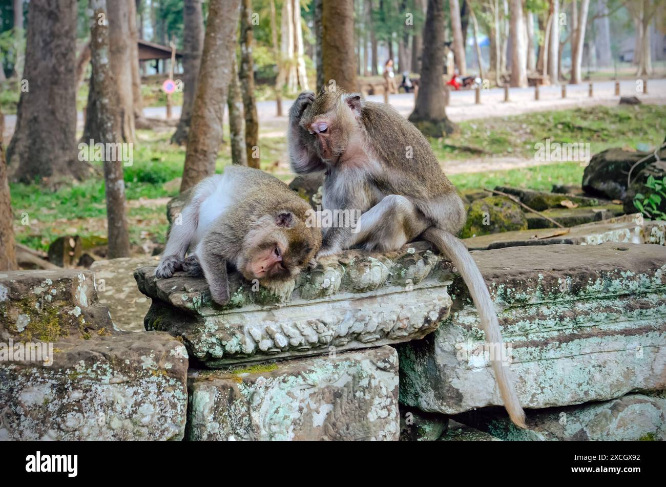 Two monkeys grooming on ancient ruins of angkor wat in cambodia. Two ...