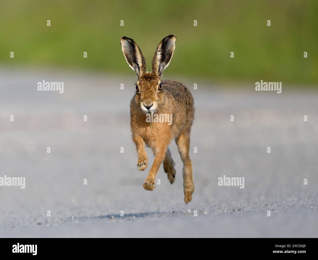 Brown hare or European brown hare, Lepus europaeus, single mammal ...