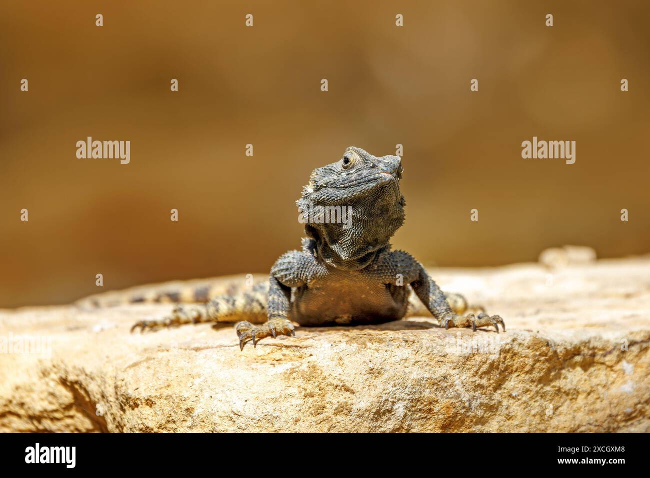 A starred agama lizard, stellagama stellio, on a rock. Also known as ...