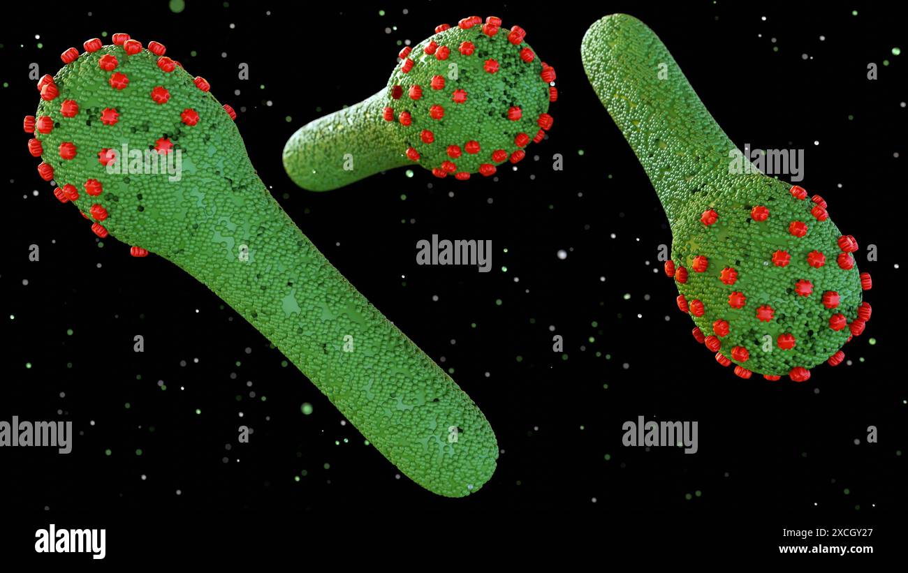 3d rendering of baculovirus lifecycle are known to infect insects, the ...
