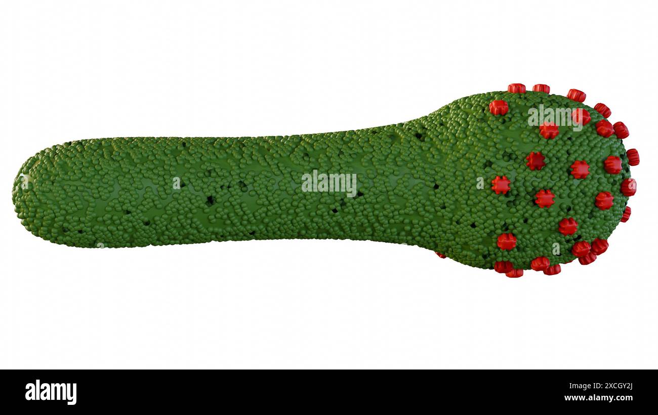 Lifecycle of insects Cut Out Stock Images & Pictures - Alamy