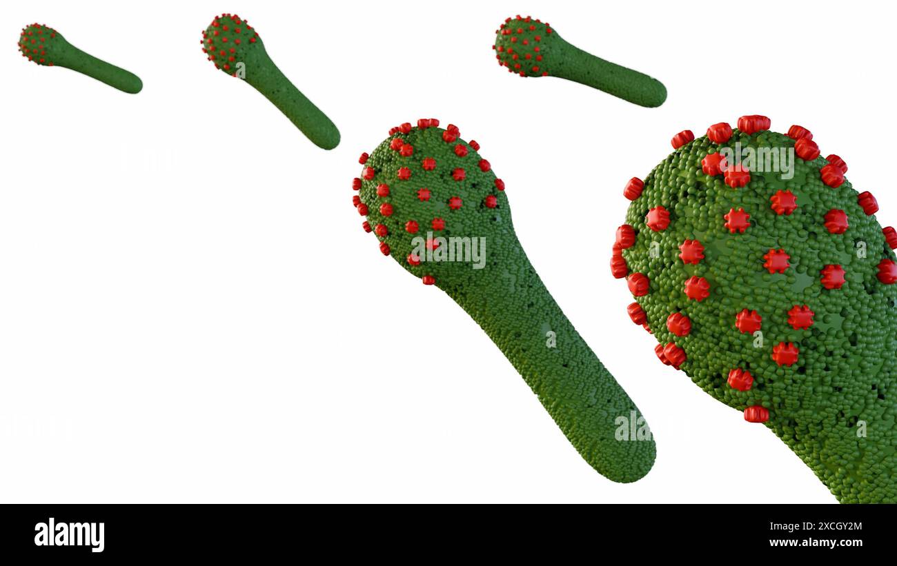 3d rendering of baculovirus lifecycle are known to infect insects, the ...